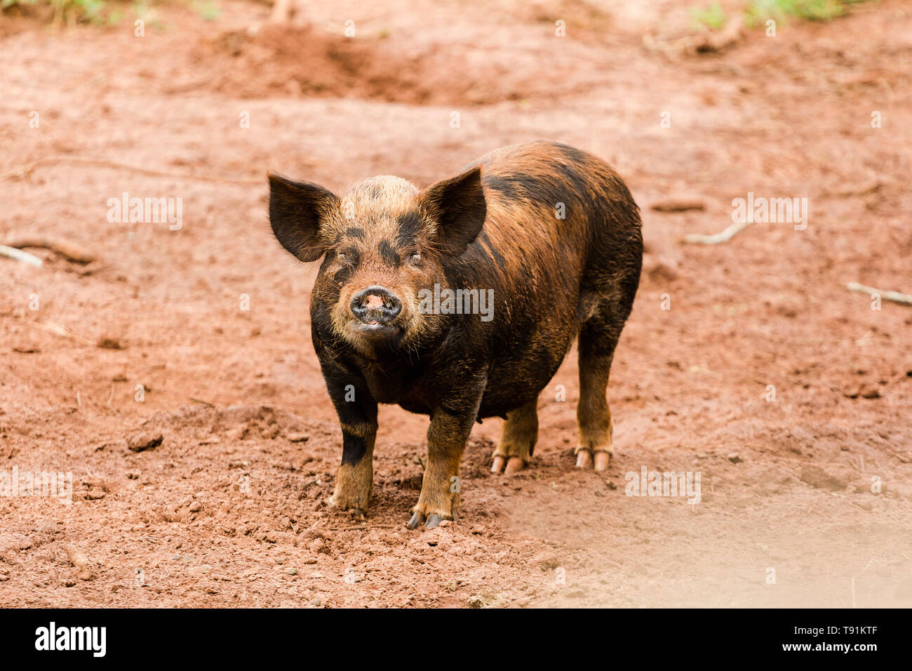 Pig farming areas hi-res stock photography and images - Alamy