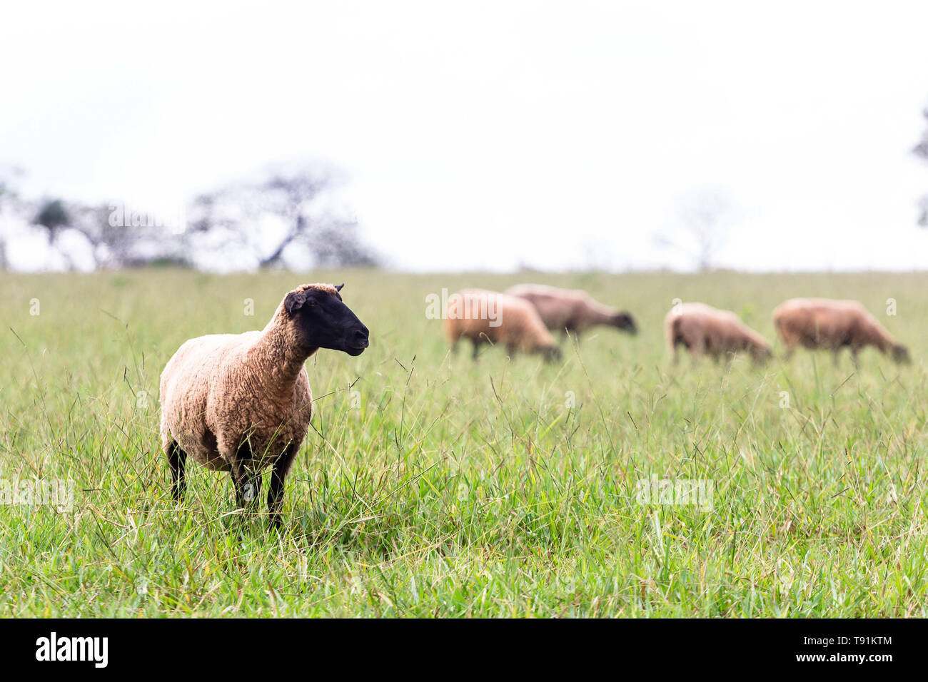 Brazilian sheep hi-res stock photography and images - Alamy