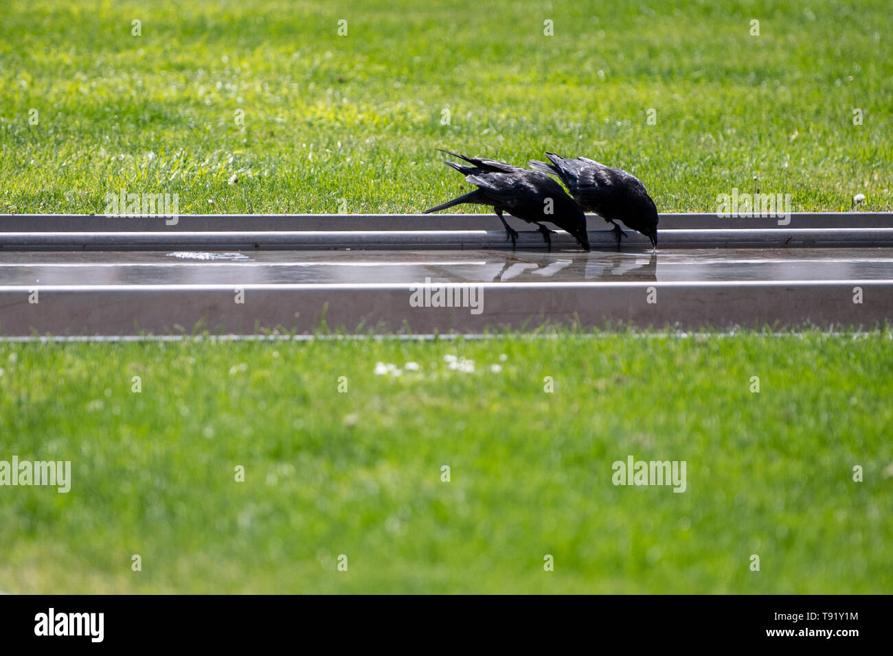 Karlsruhe, Germany. 16th May, 2019. In sunny weather two crows drink ...