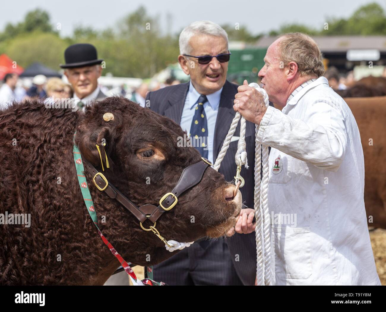 Devon cattle hi-res stock photography and images - Alamy