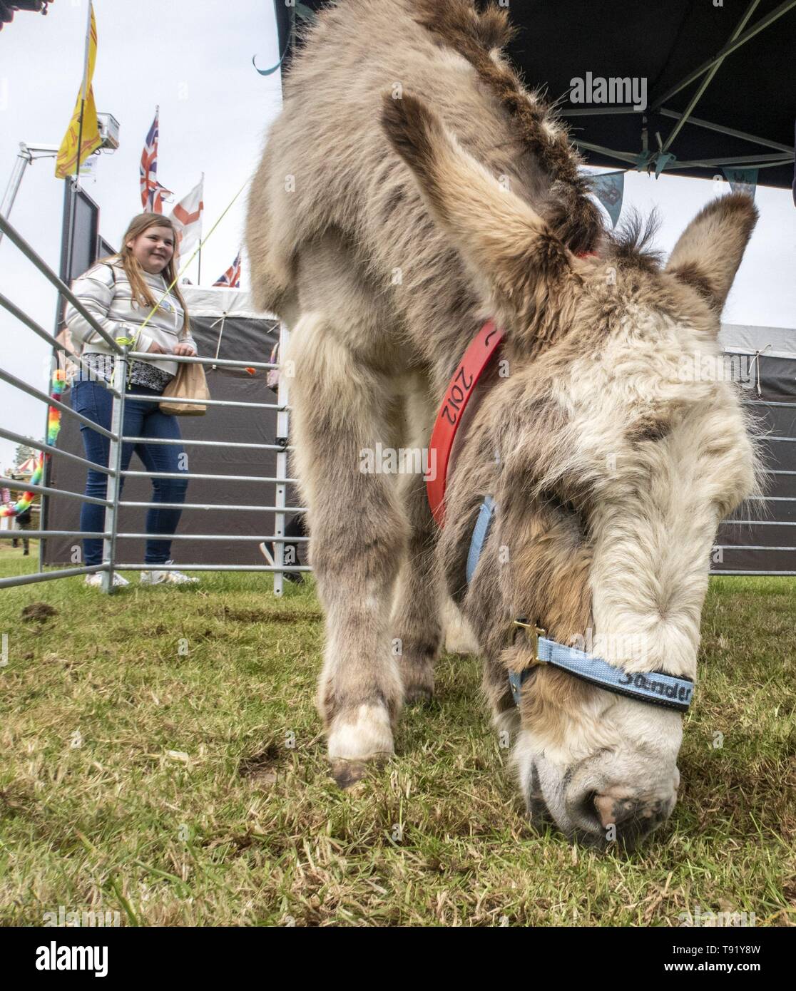Exeter, Devon, UK. 16th May 2019 Donkeys from the Sidmouth Donkey ...