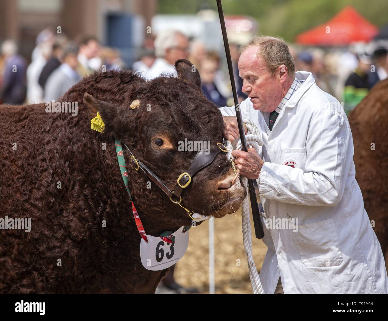 Devon cattle hi-res stock photography and images - Alamy