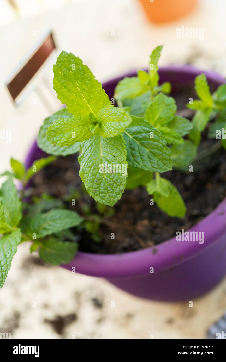 Planting mint plant into a small planting pot Stock Photo - Alamy