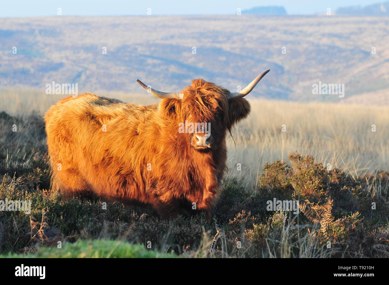 Scottish Highland Cow Living on Moorland in Great Britain,docile ...