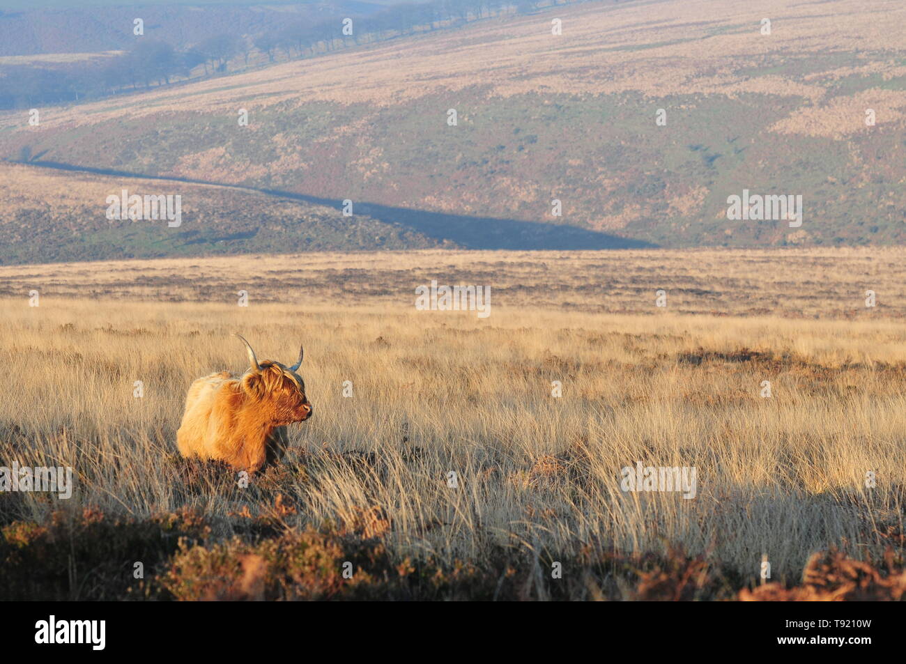 Scottish Highland Cow Living on Moorland in Great Britain,docile ...