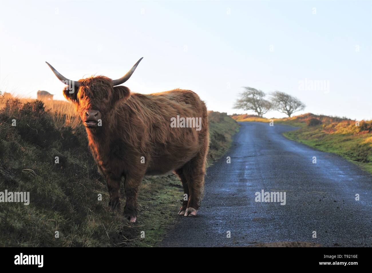 Scottish Highland Cow Living on Moorland in Great Britain,docile ...