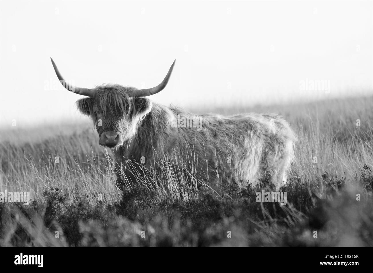 Scottish Highland Cow Living on Moorland in Great Britain,docile ...