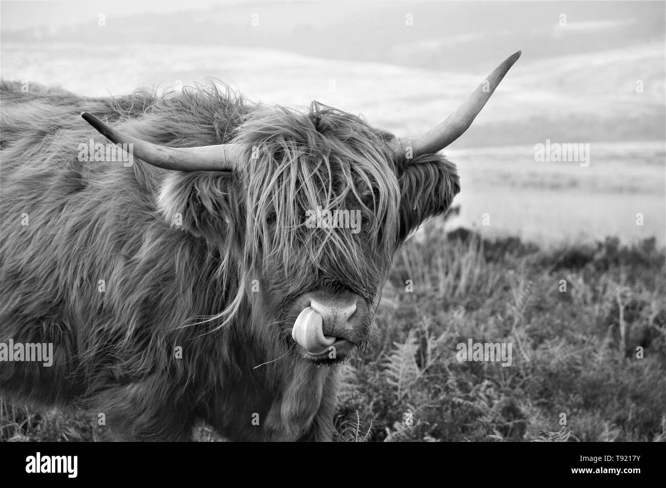 Scottish Highland Cow Living on Moorland in Great Britain,docile ...