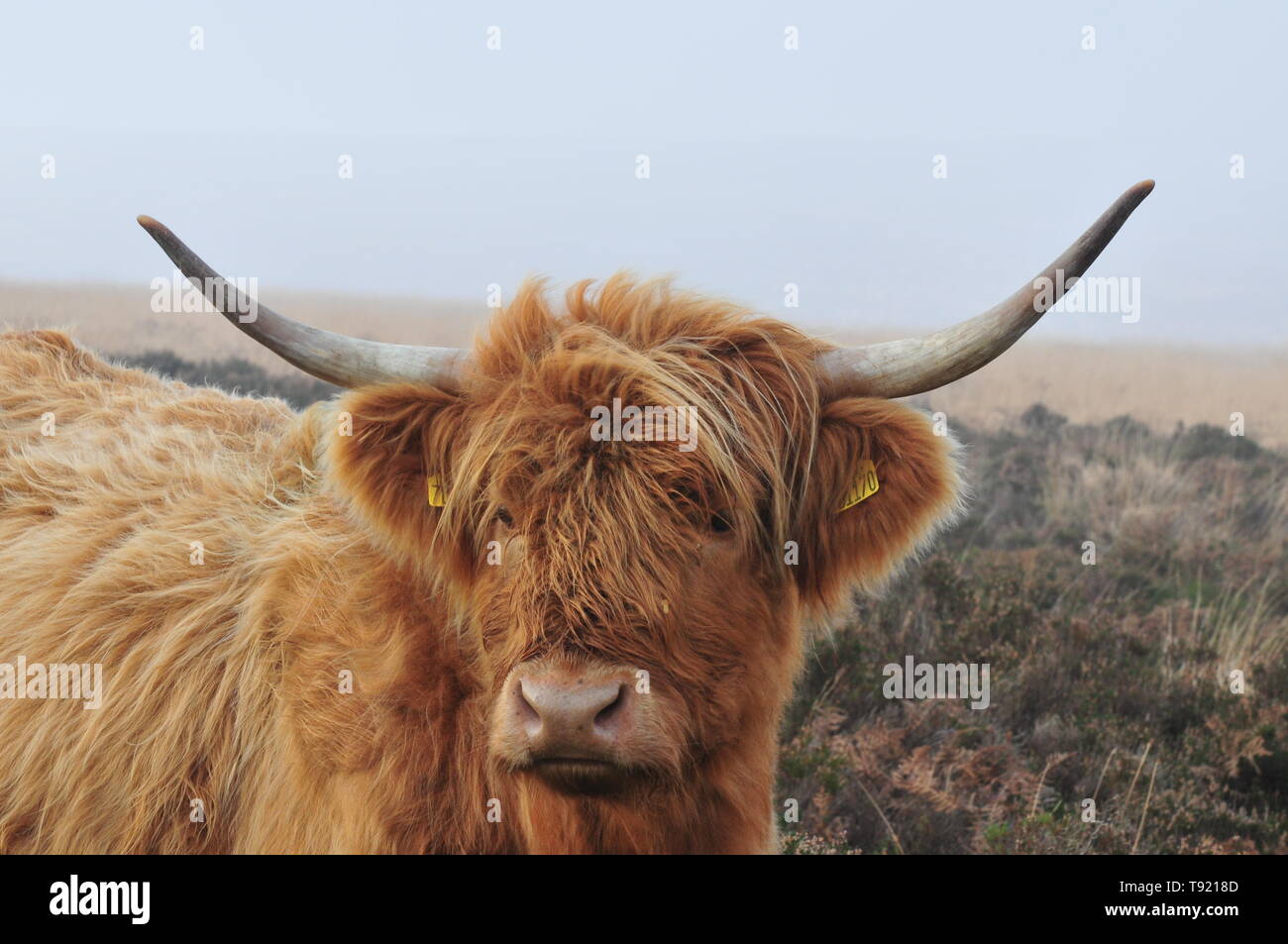 Scottish Highland Cow Living on Moorland in Great Britain,docile ...