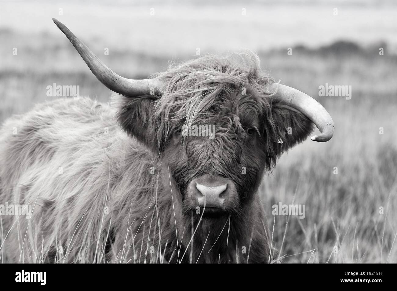 Scottish Highland Cow Living on Moorland in Great Britain,docile ...