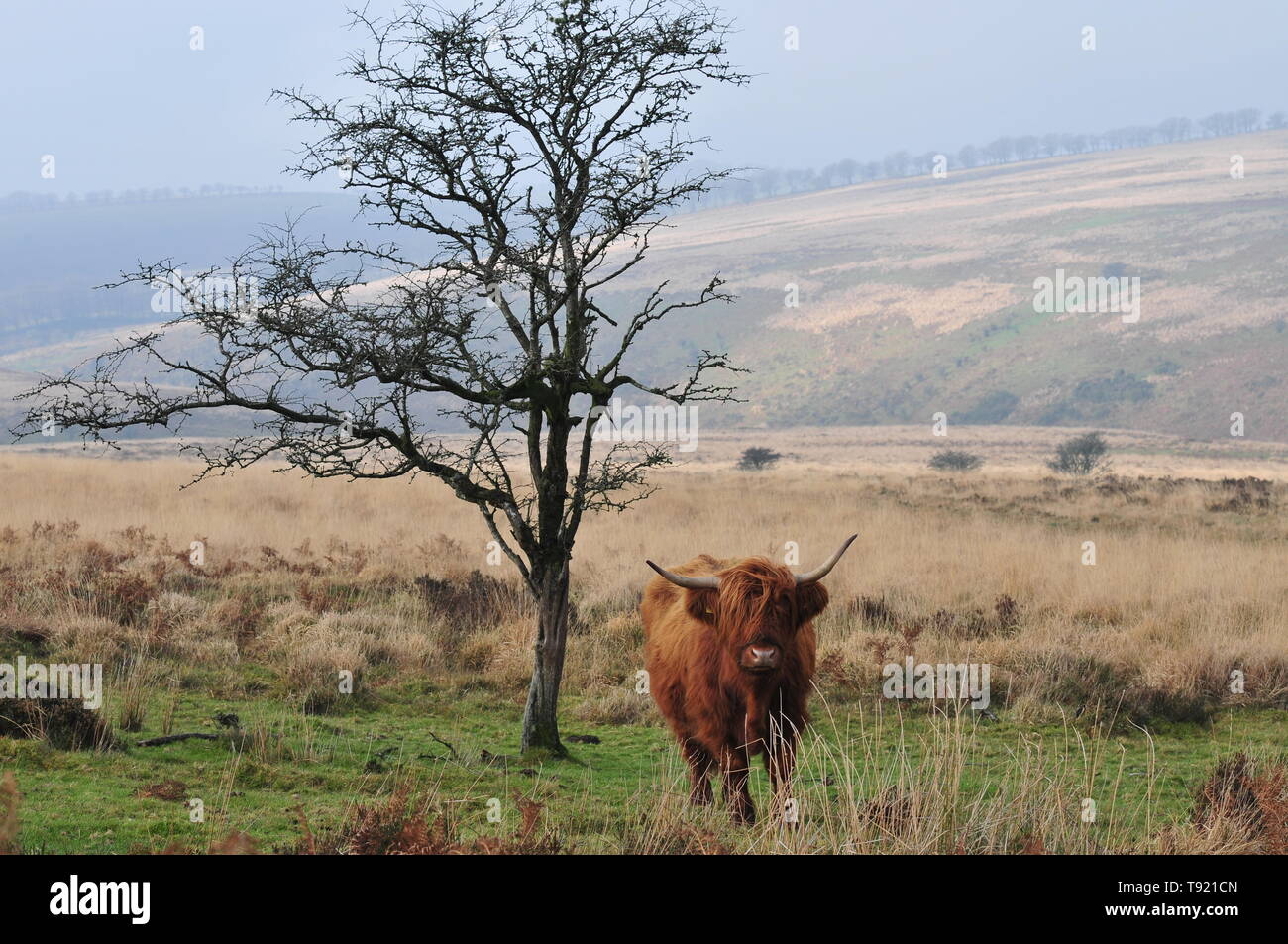 Scottish Highland Cow Living on Moorland in Great Britain,docile ...