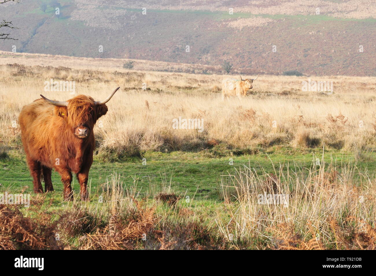 Scottish Highland Cow Living on Moorland in Great Britain,docile ...