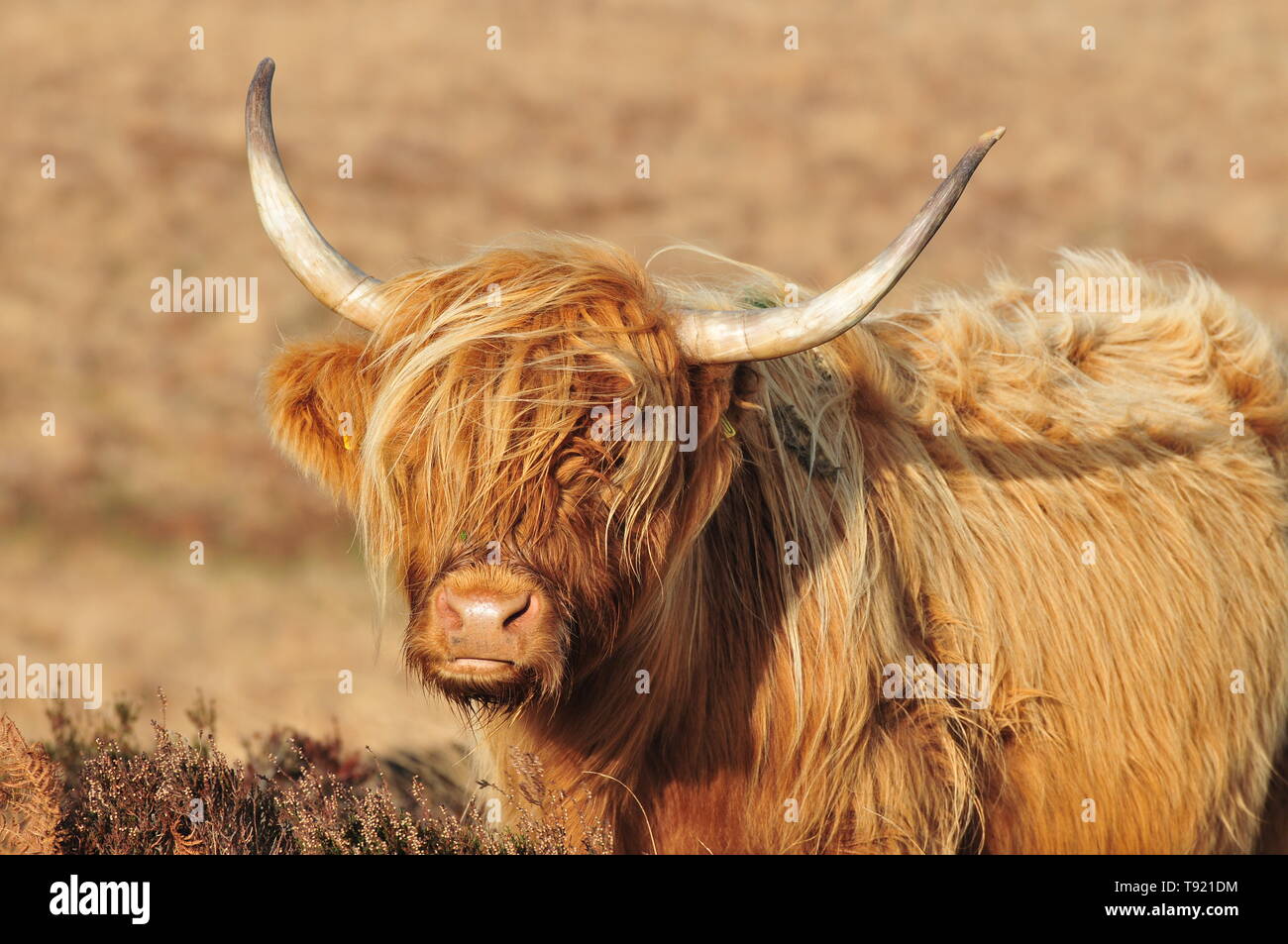 Scottish Highland Cow Living on Moorland in Great Britain,docile ...