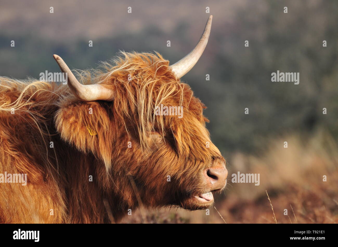 Scottish Highland Cow Living on Moorland in Great Britain,docile ...