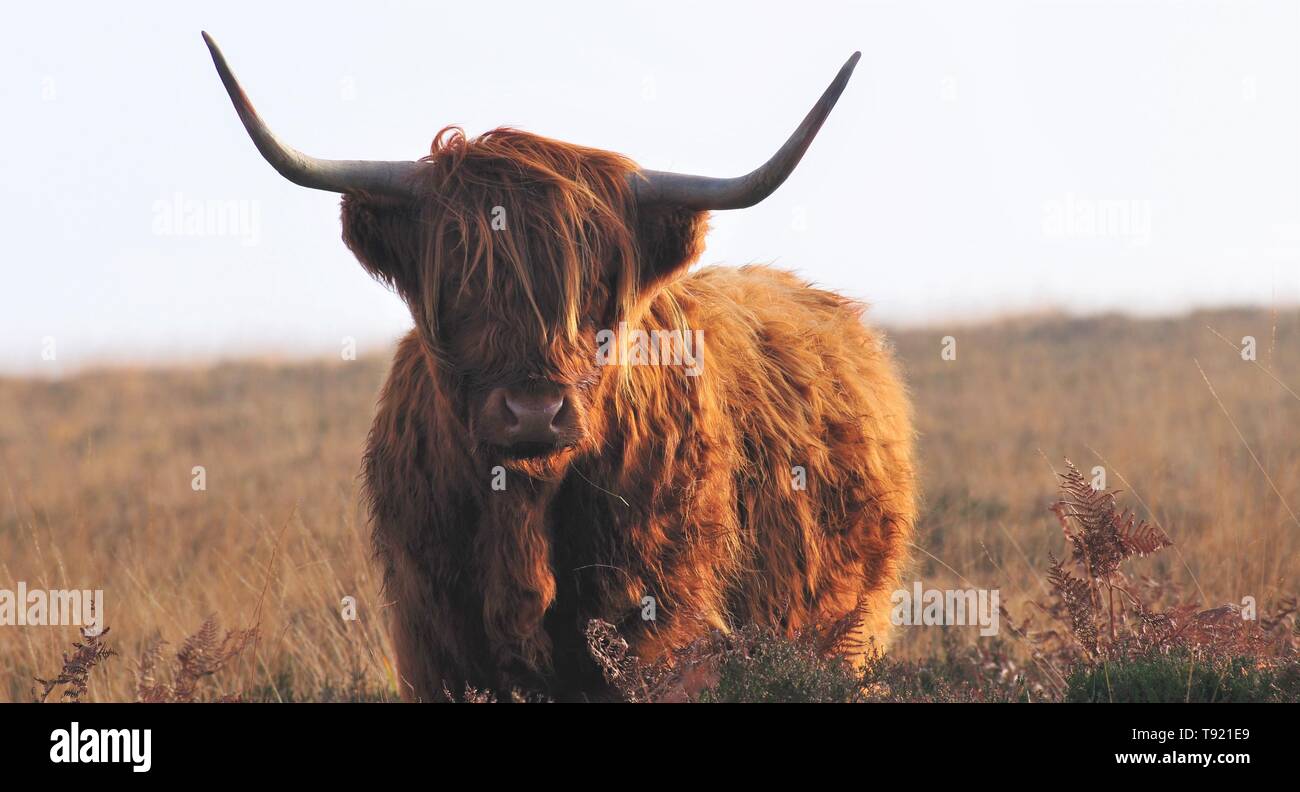 Scottish Highland Cow Living on Moorland in Great Britain,docile ...