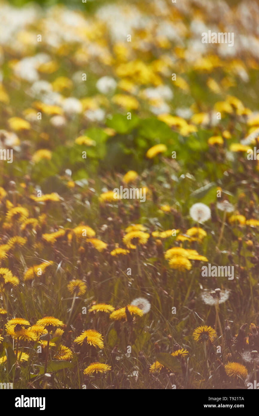 Dandelion field with flowers and clocks in the English spring sunshine ...