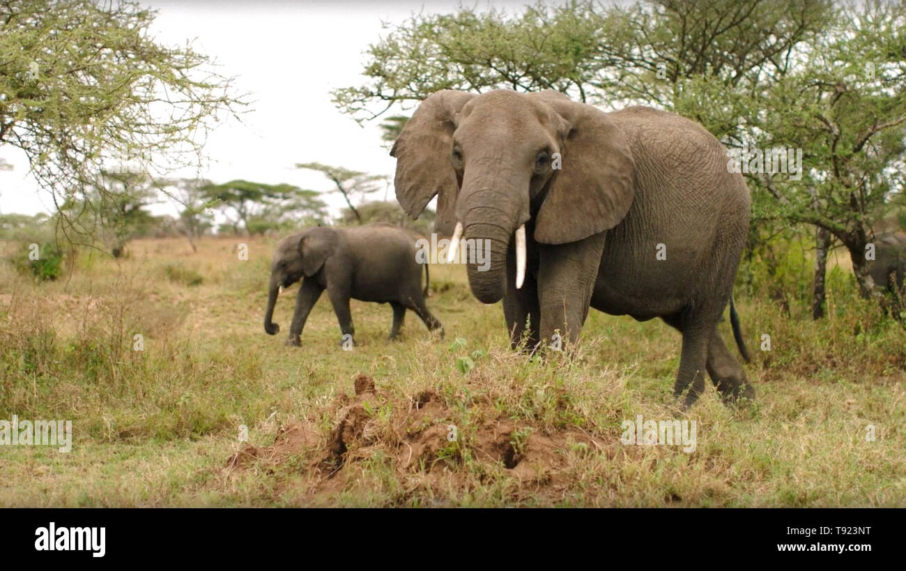 SERENGETI RULES, (aka THE SERENGETI RULES), 2018. © Abramorama ...