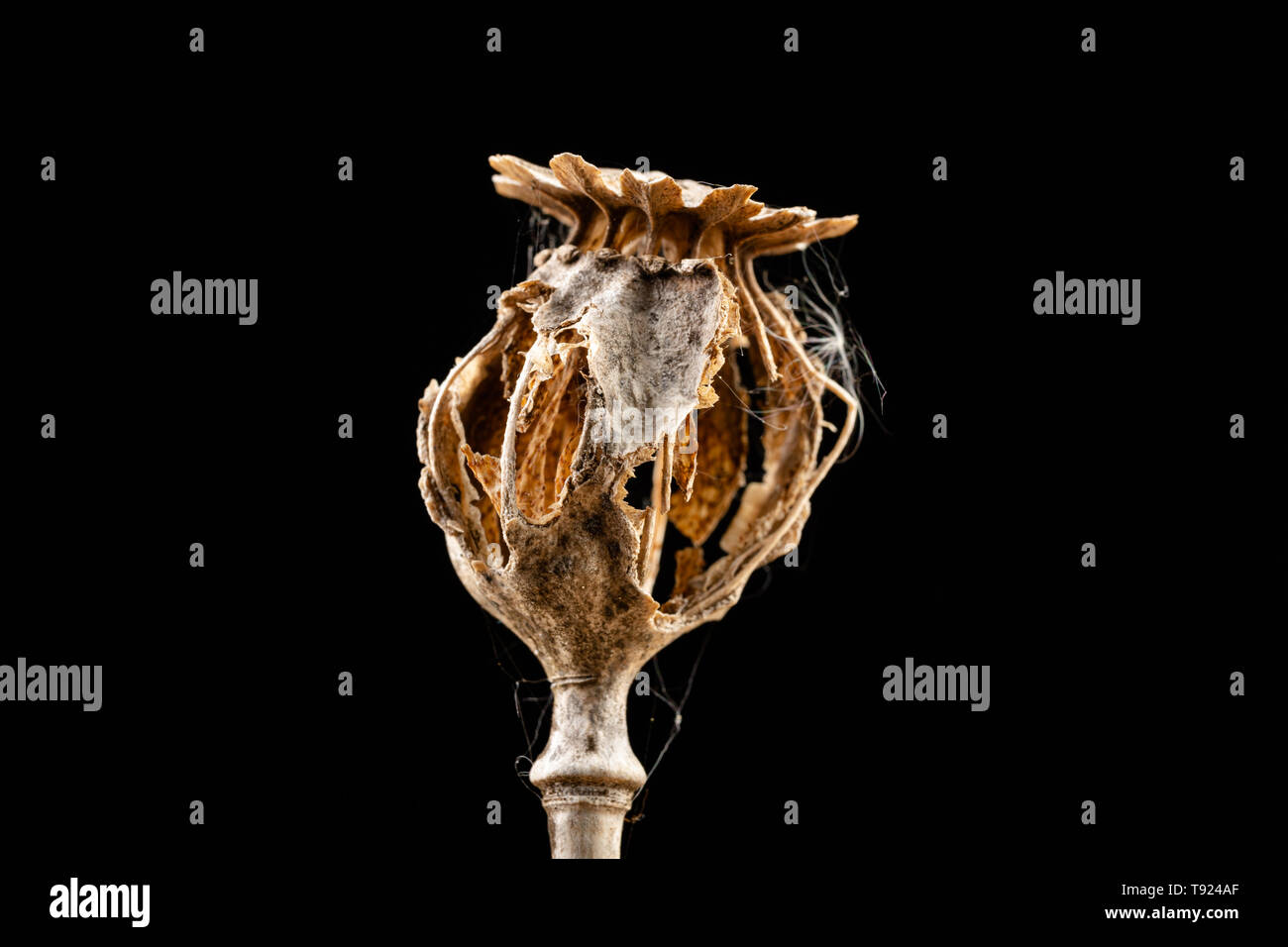 Dry damaged poppy heads. The poppy plant is dried up and destroyed by ...