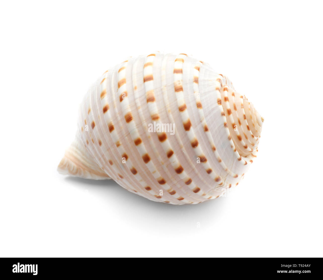 Beautiful sea shell on white background Stock Photo - Alamy