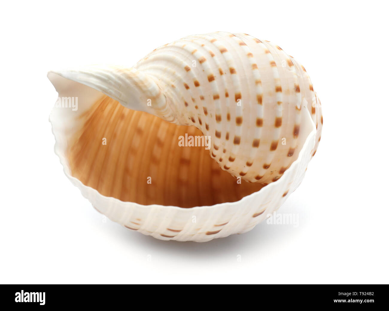 Beautiful sea shell on white background Stock Photo - Alamy