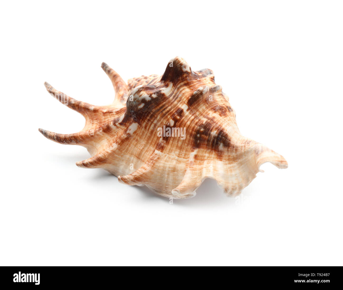 Beautiful sea shell on white background Stock Photo - Alamy