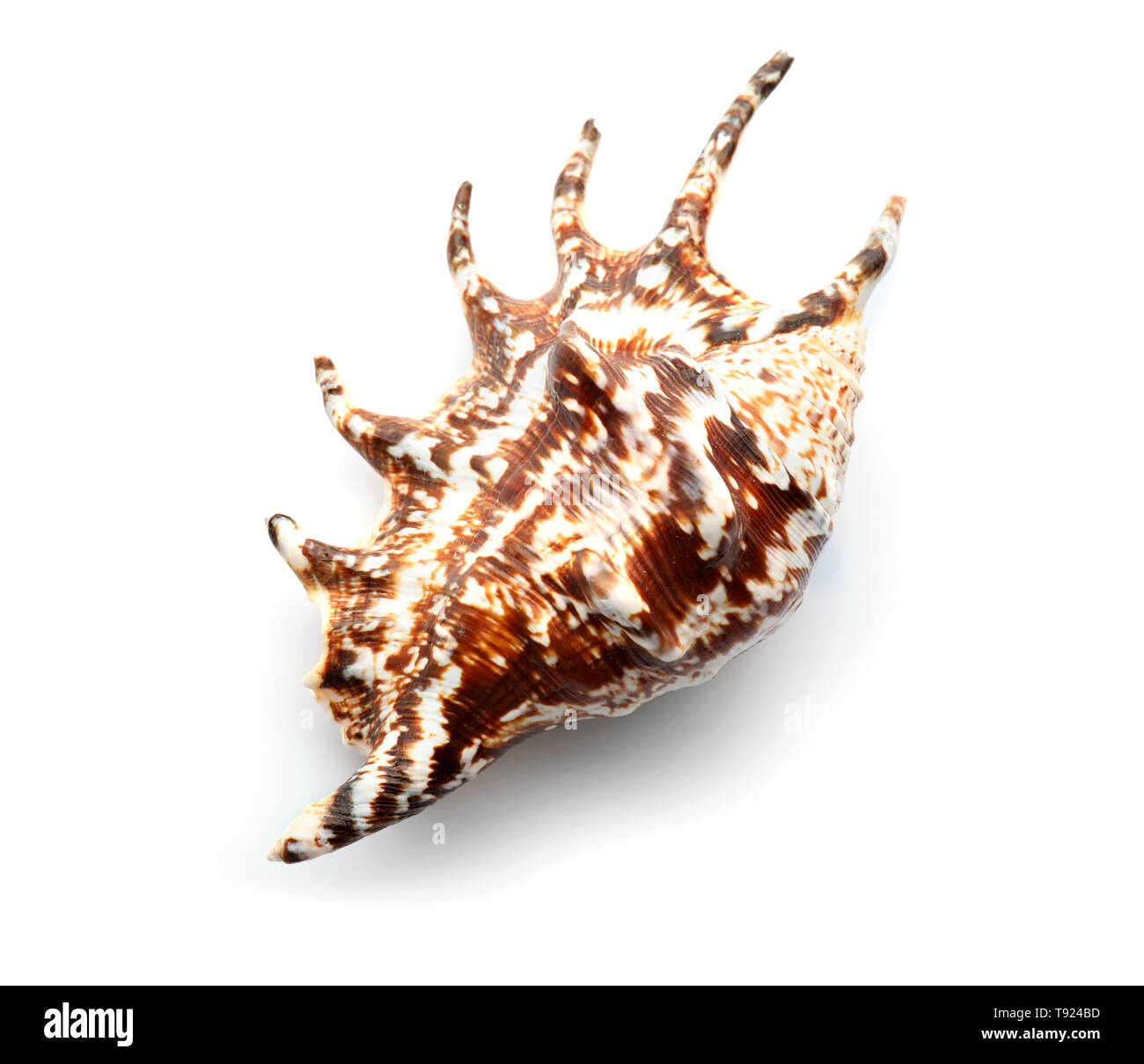 Beautiful sea shell on white background Stock Photo - Alamy