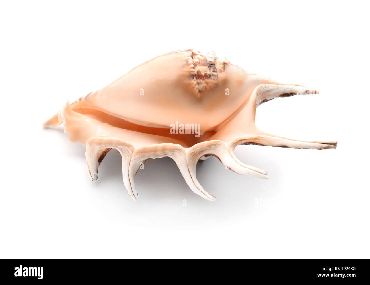 Beautiful sea shell on white background Stock Photo - Alamy