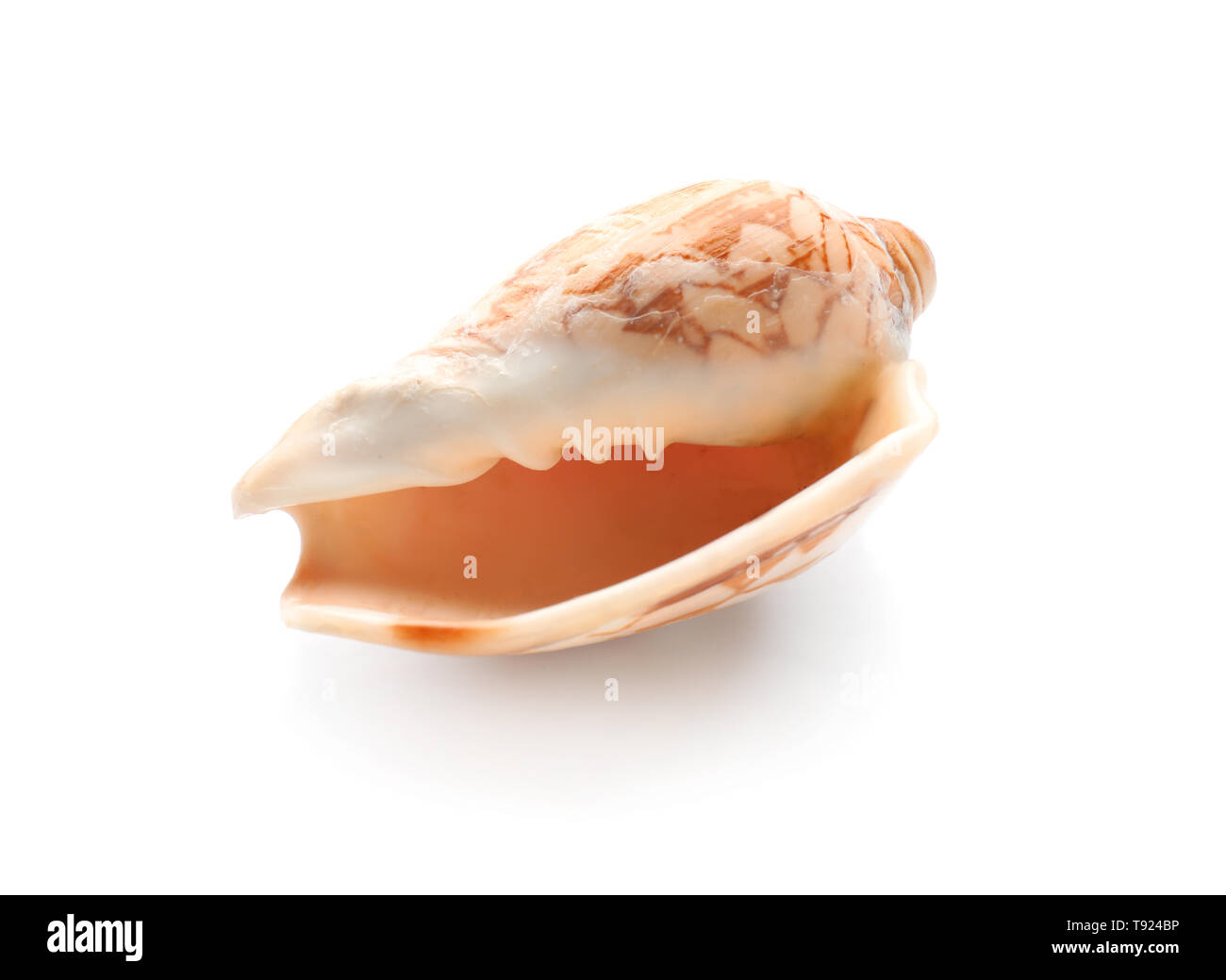 Beautiful sea shell on white background Stock Photo - Alamy