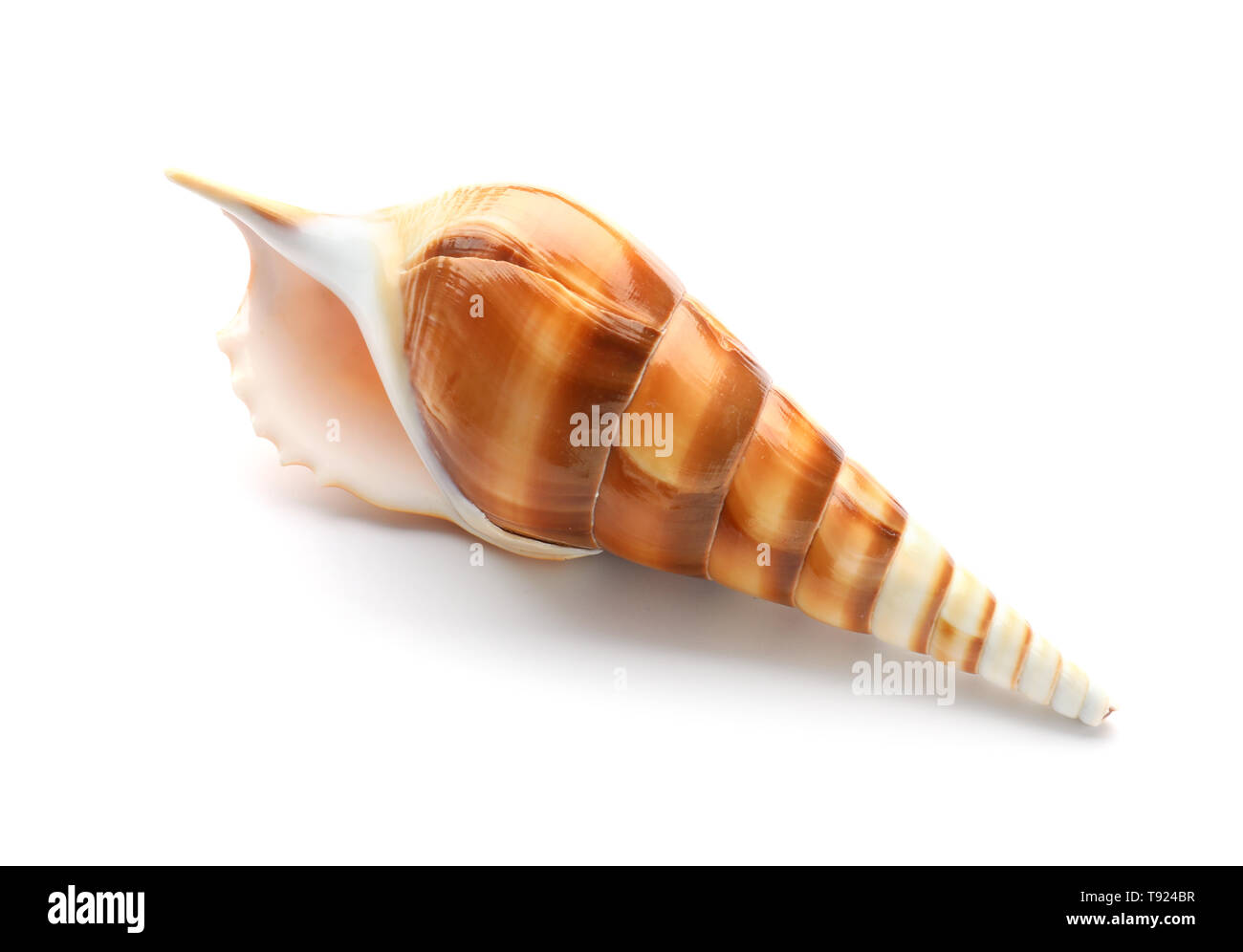 Beautiful sea shell on white background Stock Photo - Alamy