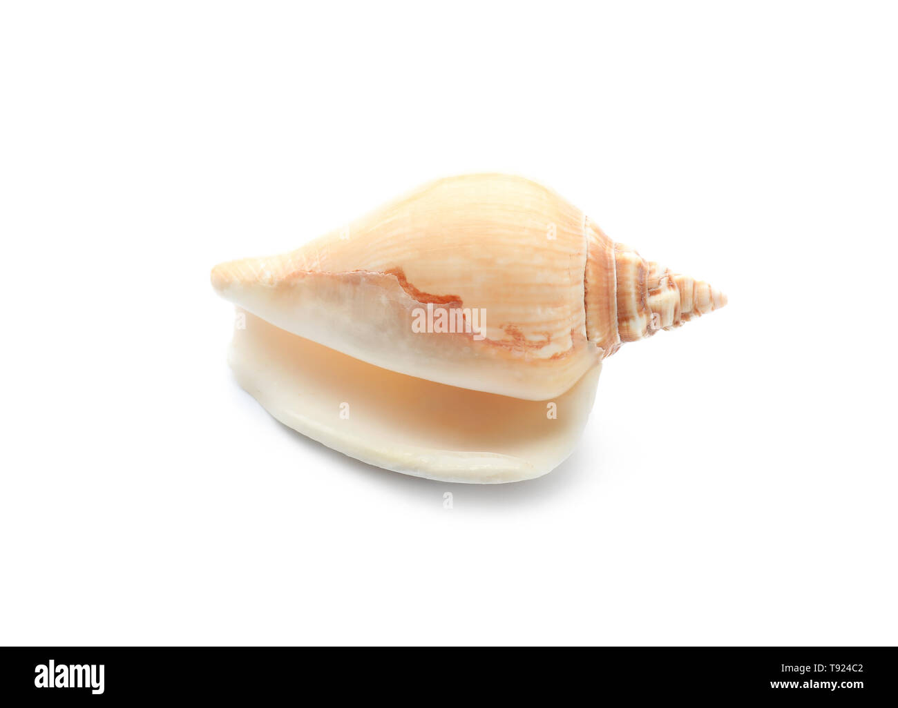 Beautiful sea shell on white background Stock Photo - Alamy