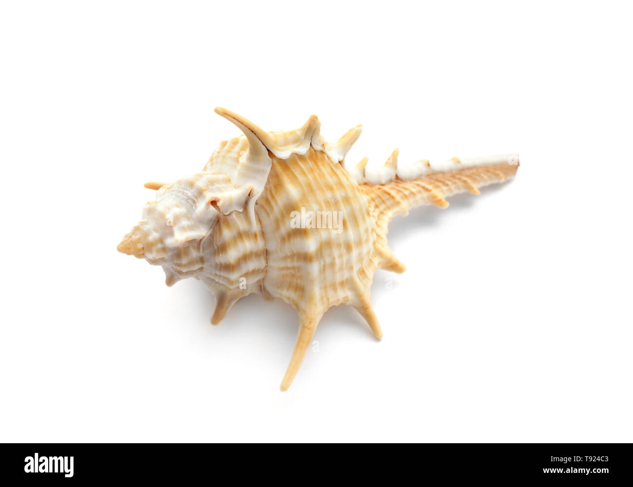 Beautiful sea shell on white background Stock Photo - Alamy