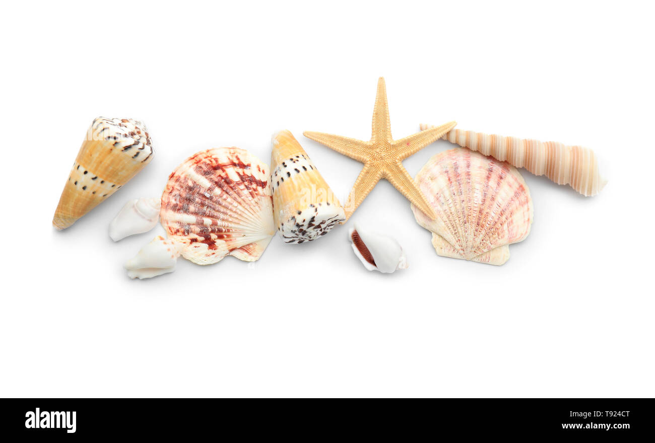 Set of different sea shells on white background Stock Photo - Alamy