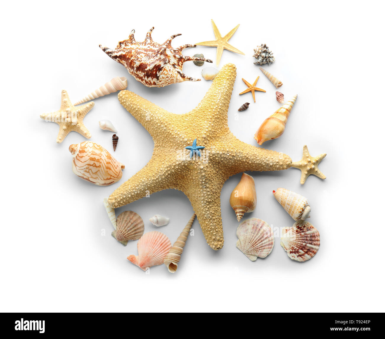 Set of sea shells and starfish on white background Stock Photo - Alamy