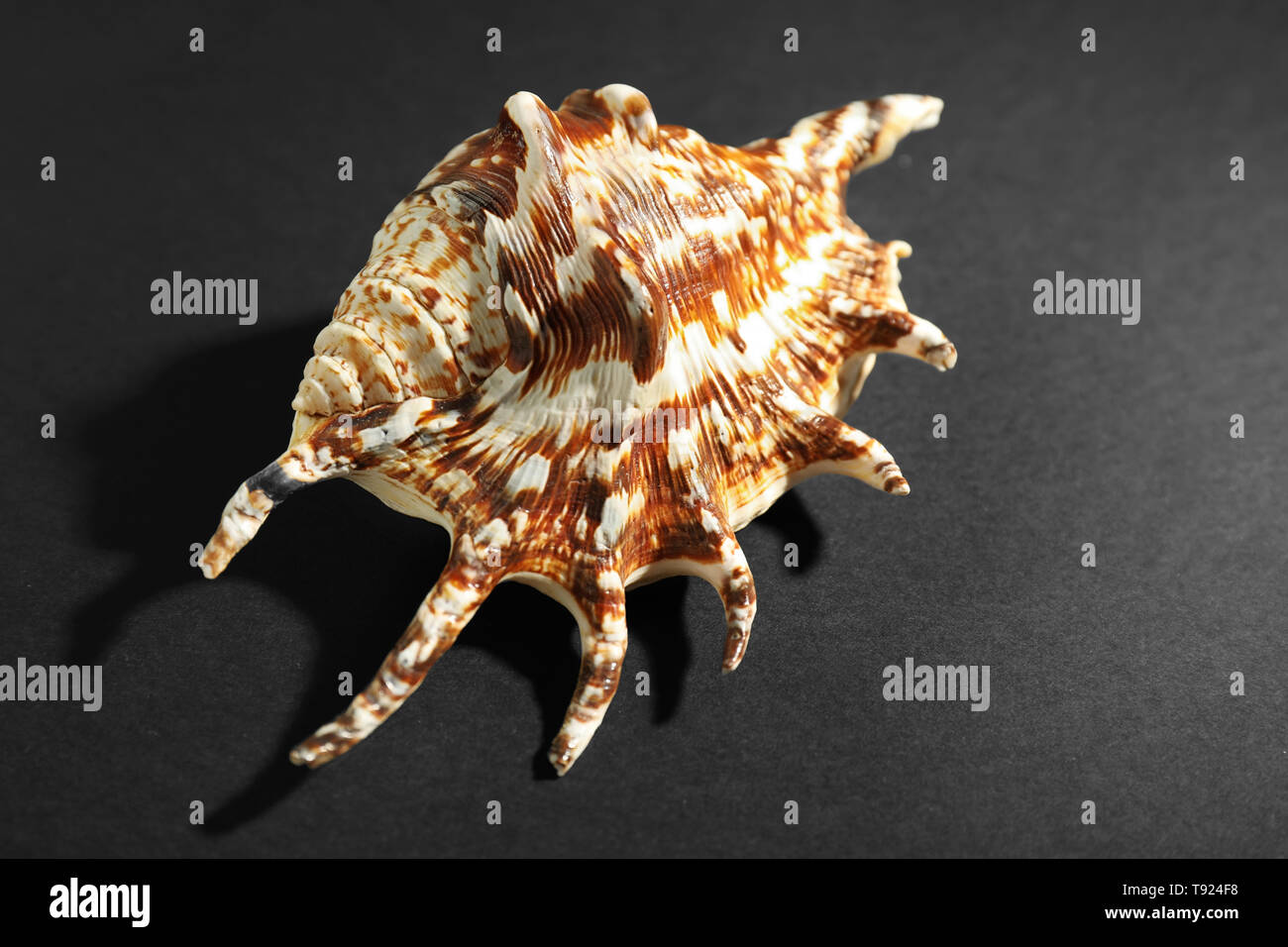 Beautiful sea shell on dark background Stock Photo - Alamy