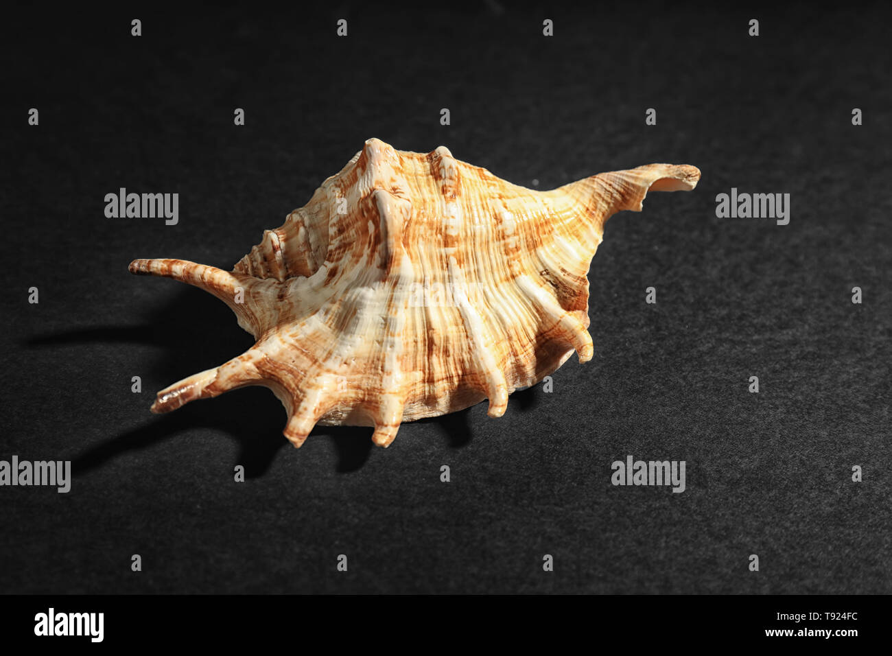 Beautiful sea shell on dark background Stock Photo - Alamy