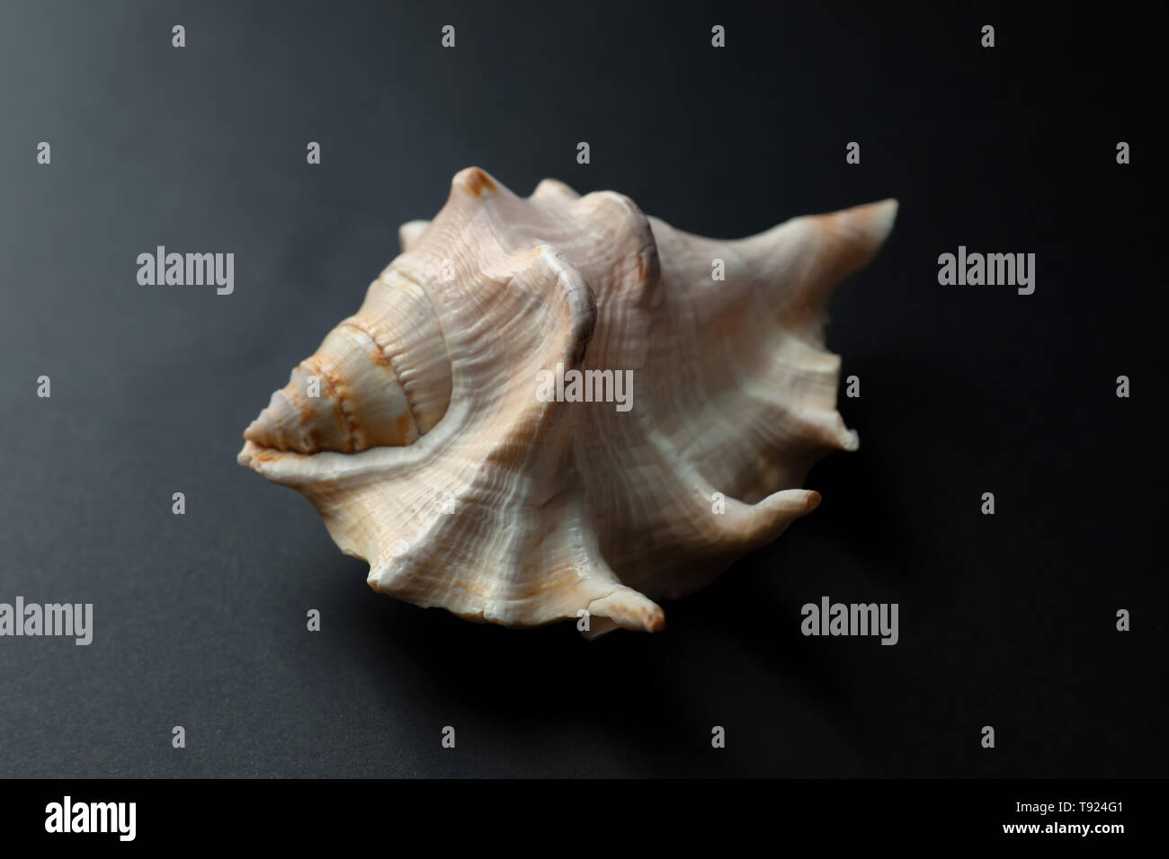 Beautiful sea shell on dark background Stock Photo - Alamy