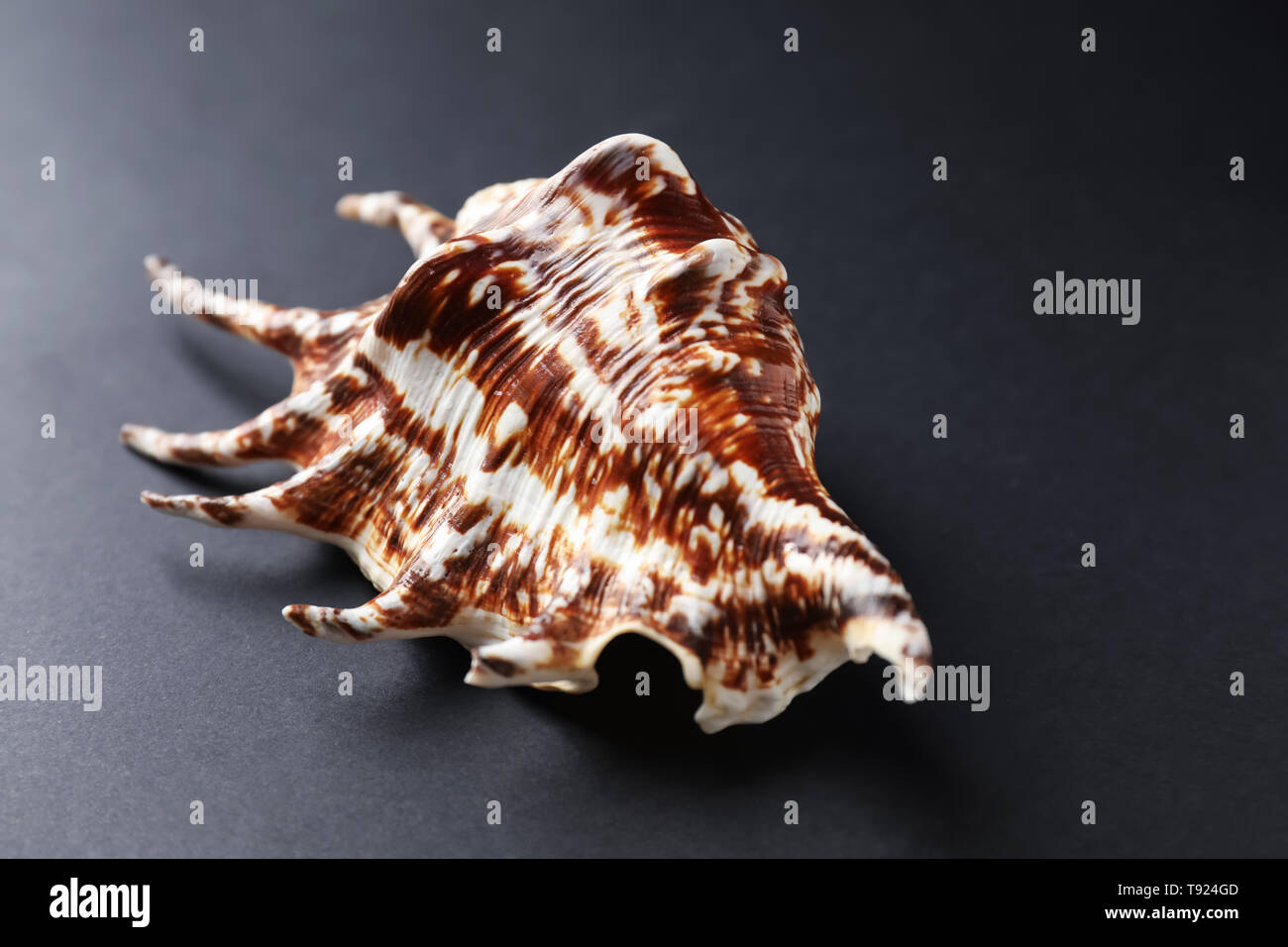 Beautiful sea shell on dark background Stock Photo - Alamy