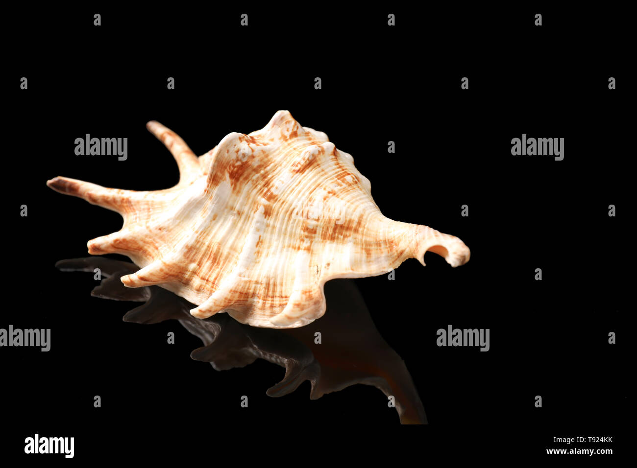 Beautiful sea shell on dark background Stock Photo - Alamy