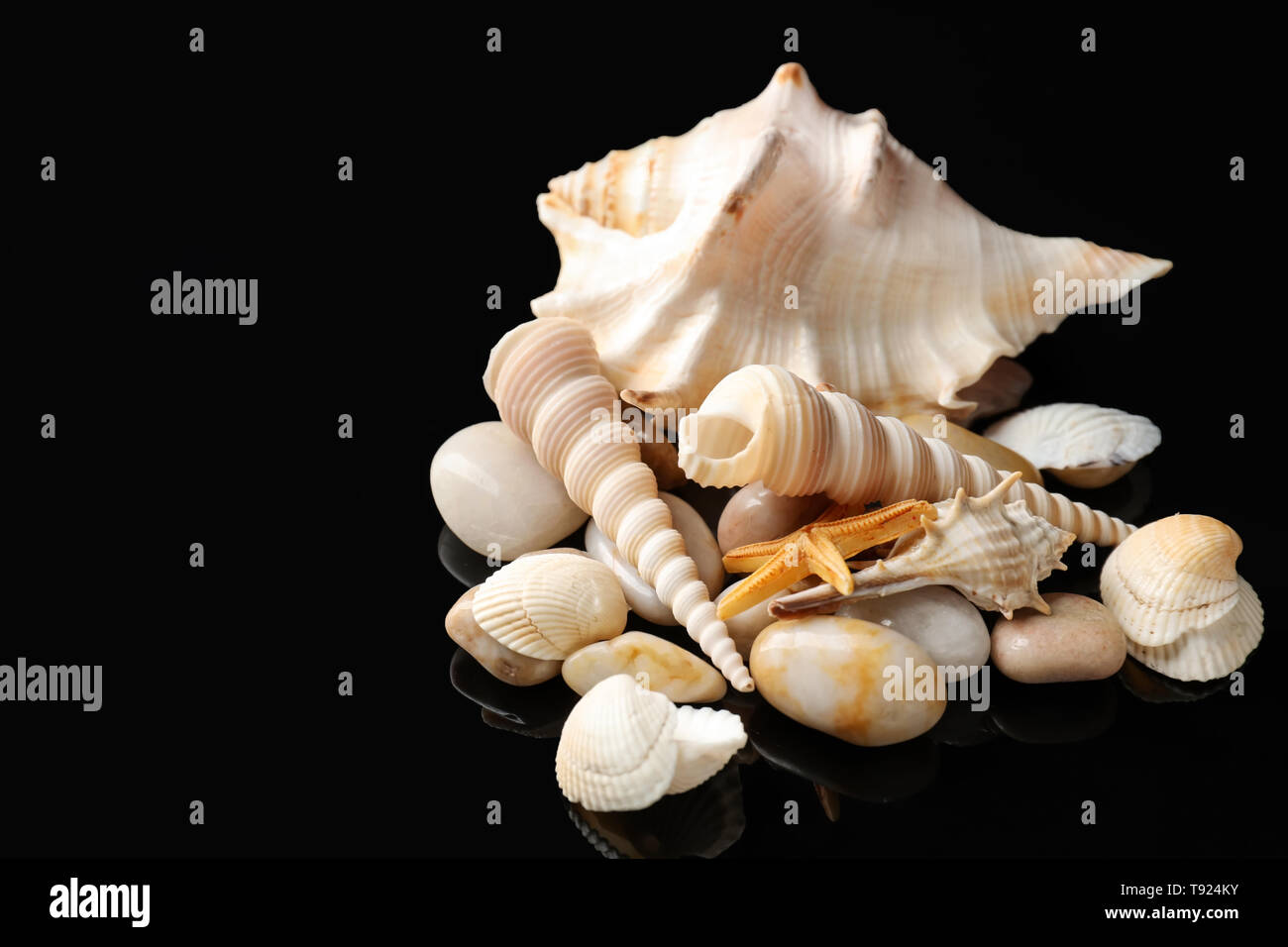 Set of different sea shells on dark background Stock Photo - Alamy