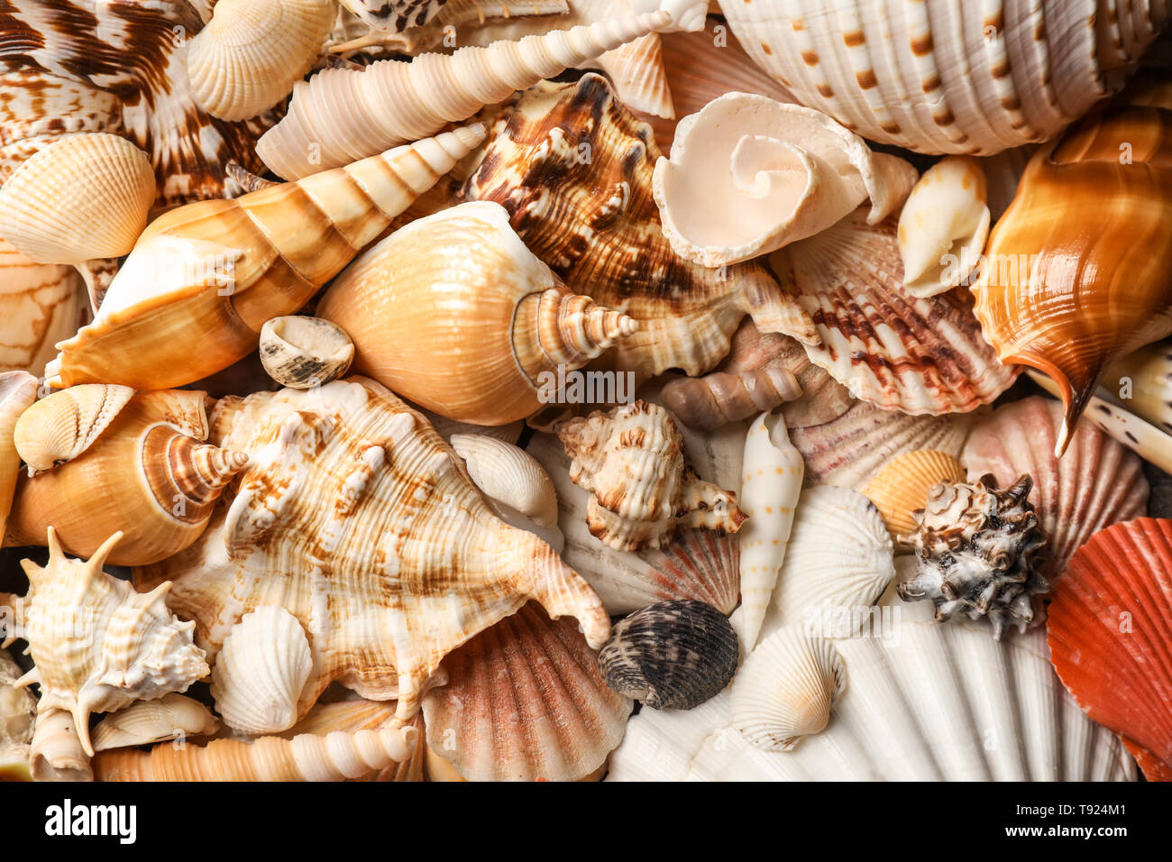 Different species of shells hi-res stock photography and images - Alamy