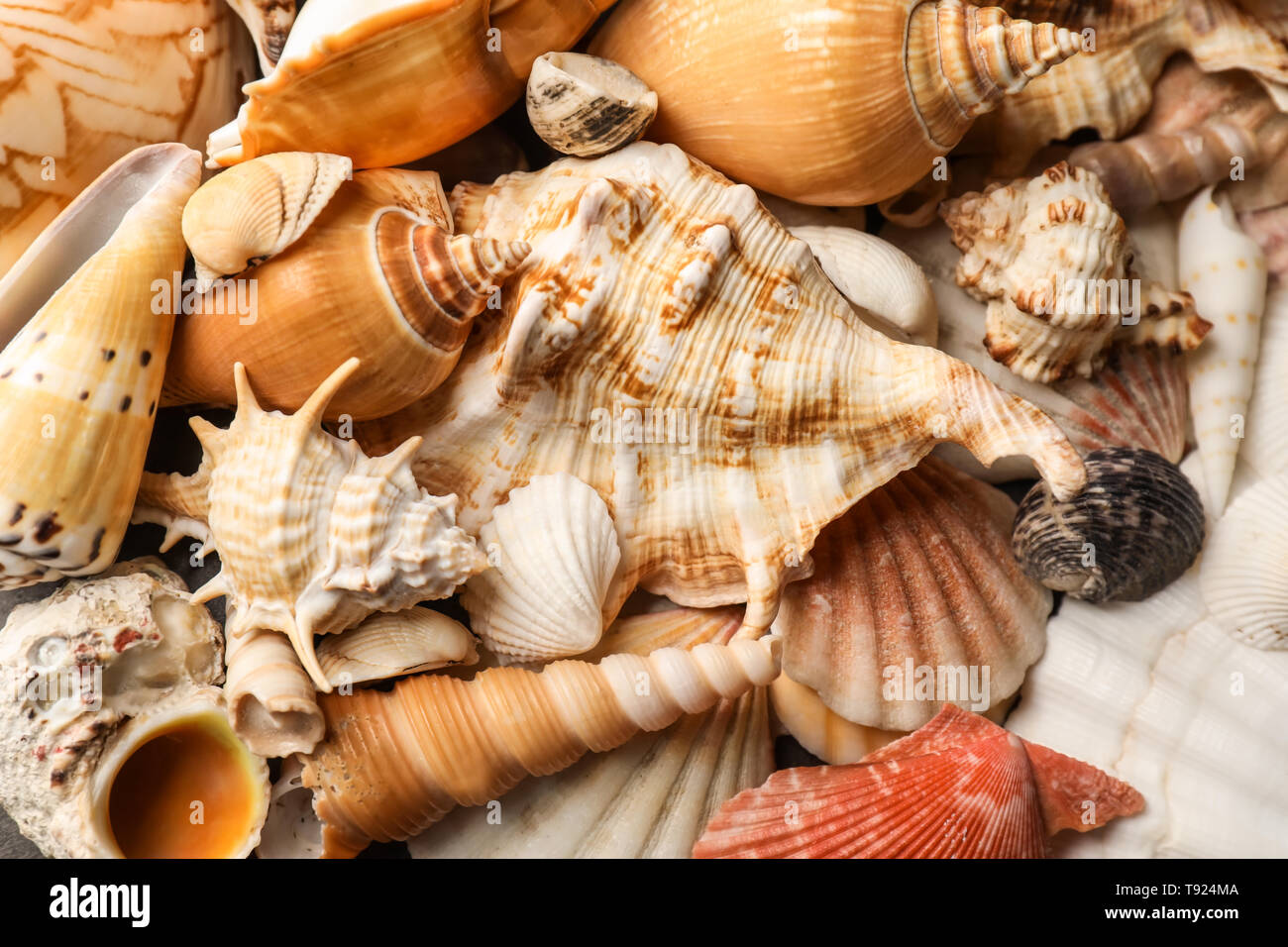 Different sea shells as background Stock Photo - Alamy