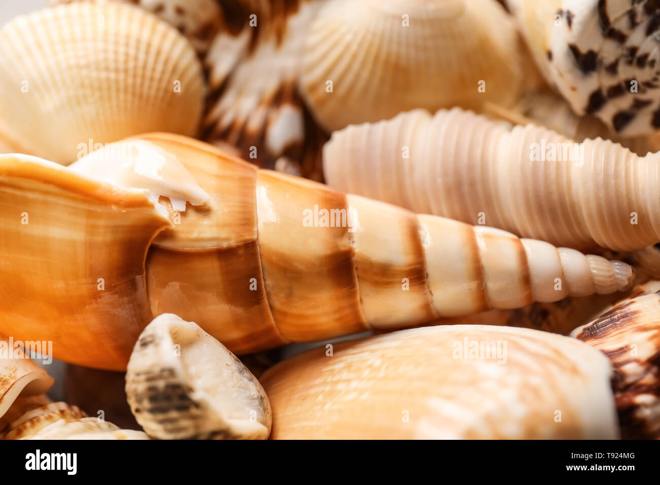 Various species of marine shells hi-res stock photography and images ...