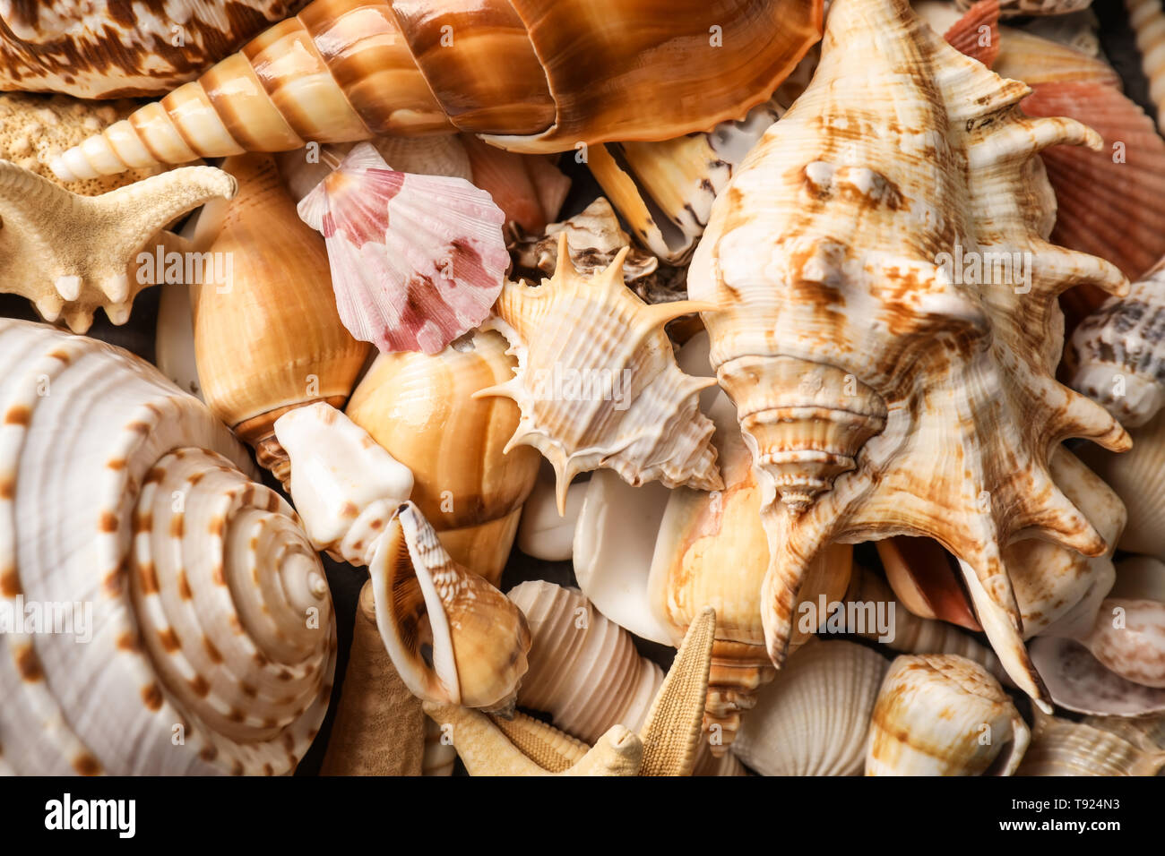 Different sea shells as background Stock Photo - Alamy