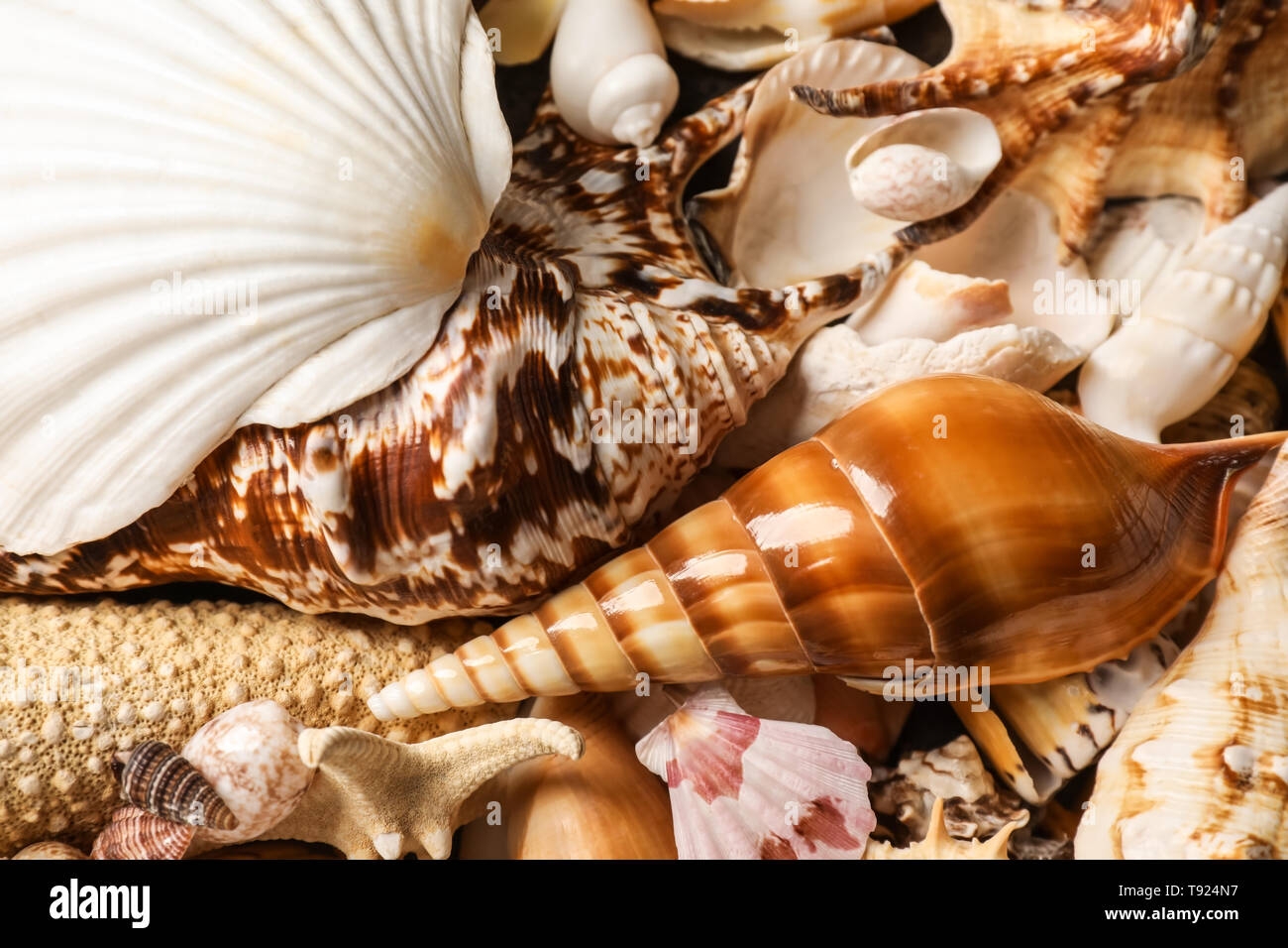 Different species of shells hi-res stock photography and images - Alamy