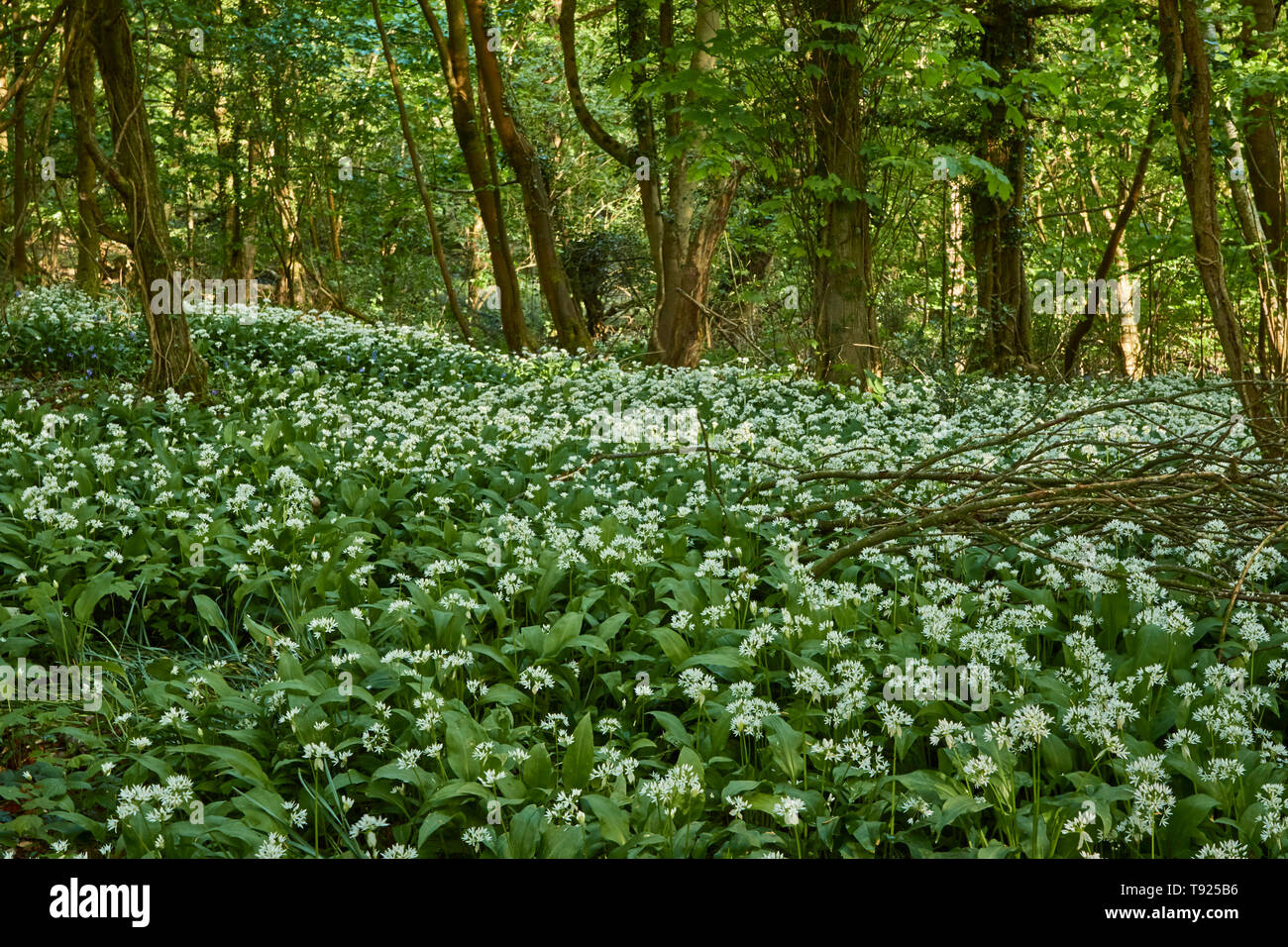 Wild garlic, ransoms in a spring woodland landscape, England, United ...