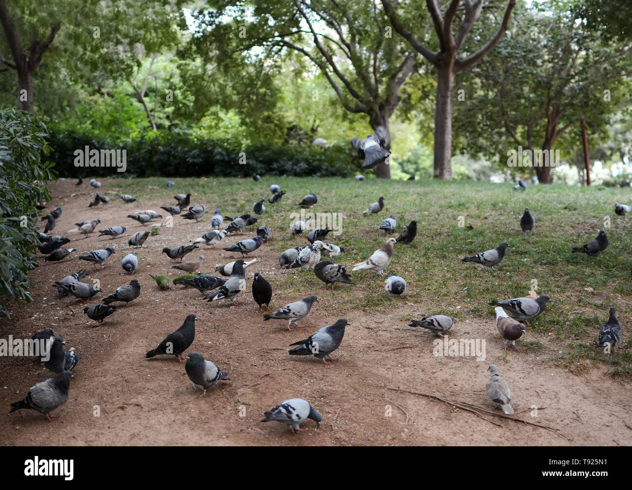 Exotic pigeons hi-res stock photography and images - Alamy