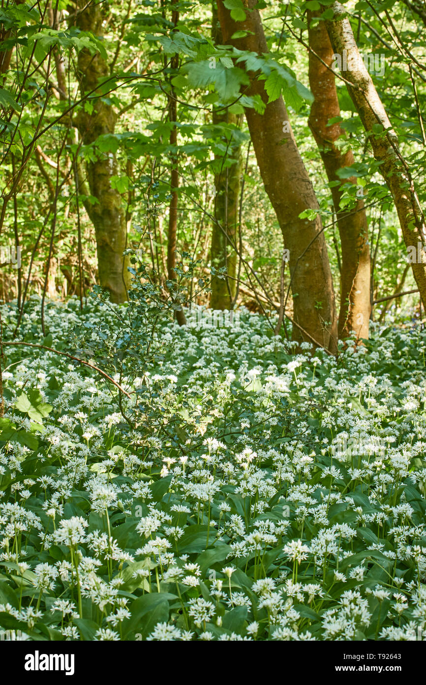 Wild garlic, ransoms in a spring woodland landscape, England, United ...