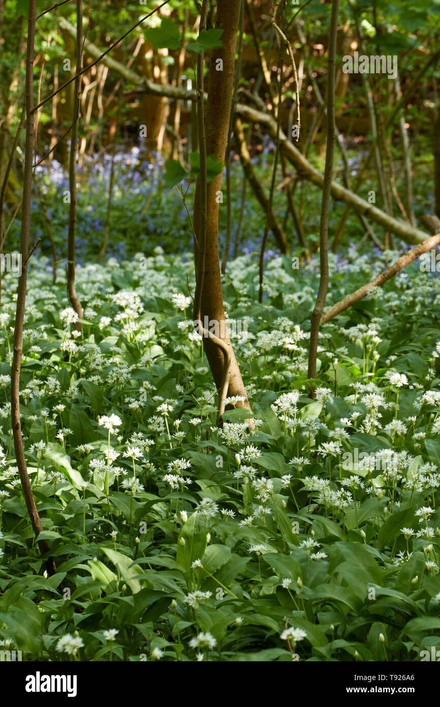 Wild garlic, ransoms in a spring woodland landscape, England, United ...