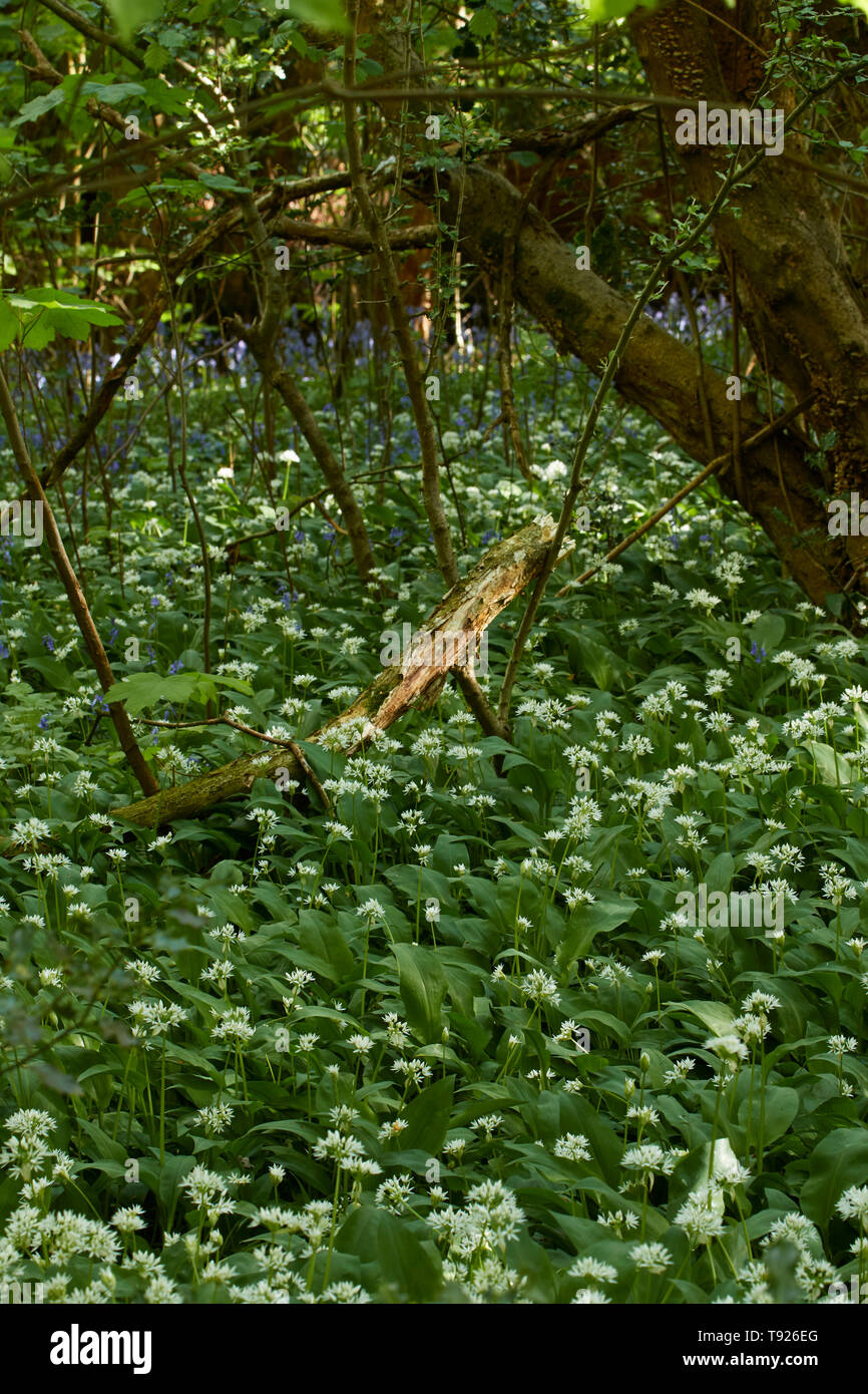 Field of wild garlic, ransom, in a woodland natural landscape, West ...
