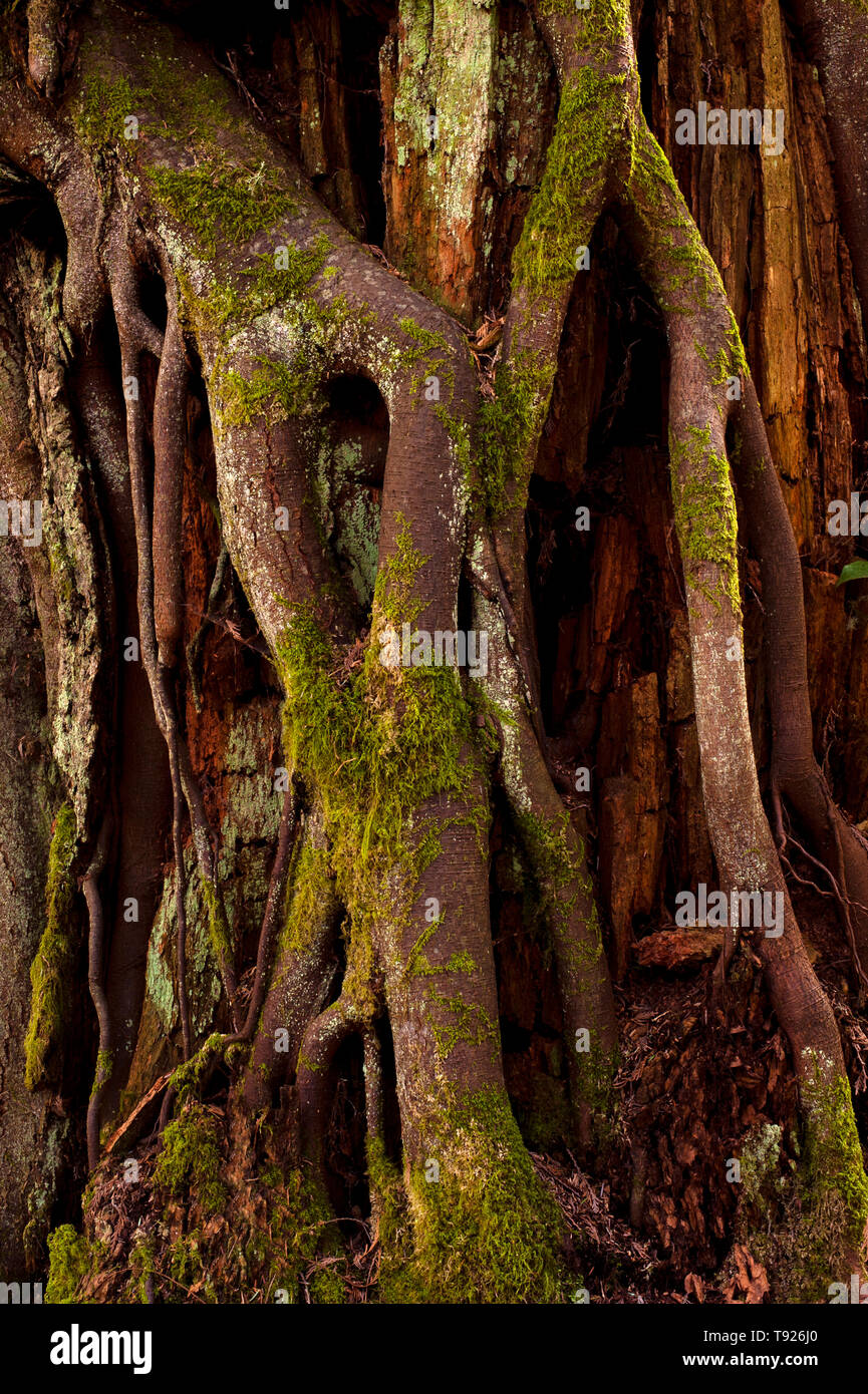 Tree root patterns hi-res stock photography and images - Alamy